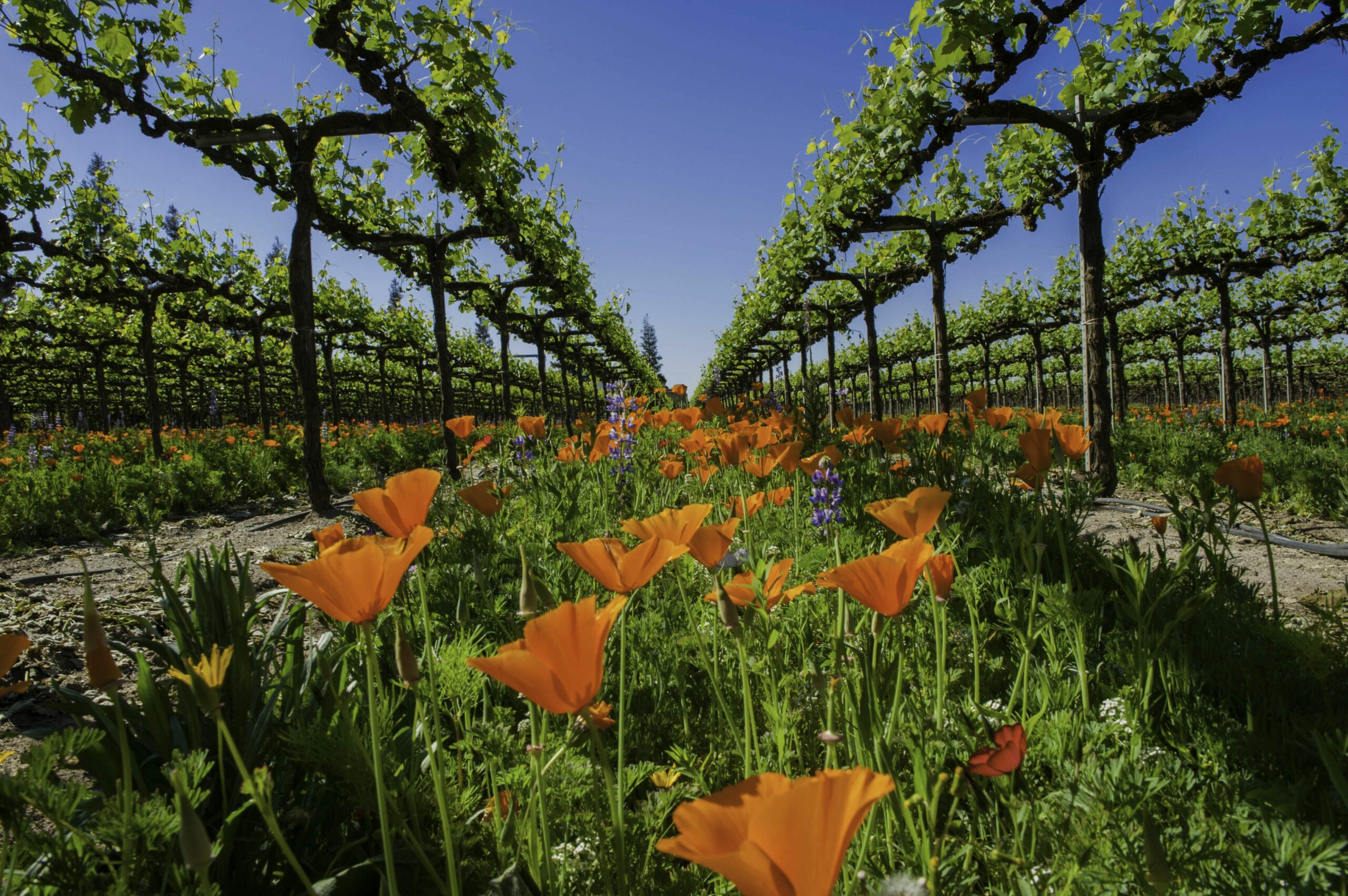 McManis Family Vineyards - Kingsland Drinks